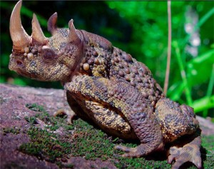 30+ Weirdest Animal Photo Manipulations | Naldz Graphics