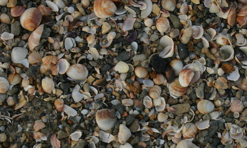 30 Free To Download Seashell Texture for your Designs | Naldz Graphics