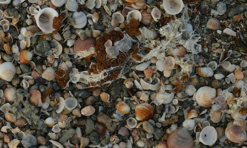 30 Free To Download Seashell Texture for your Designs | Naldz Graphics