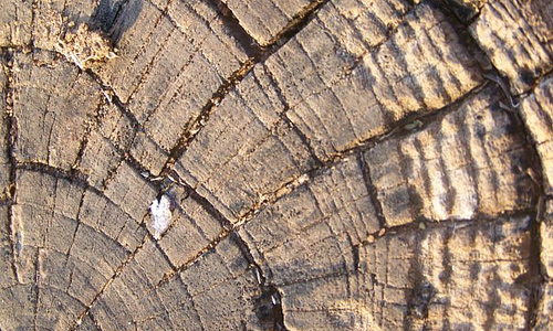 40+ Natural Tree Stump Texture To Spice Up Your Design | Naldz Graphics