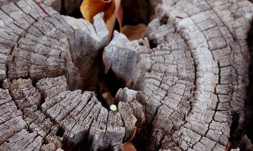 40+ Natural Tree Stump Texture To Spice Up Your Design | Naldz Graphics