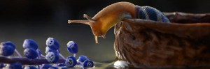 Witness The Magical World Of Snails In This Detailed Macro Photography ...