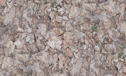 Free Seamless Leaf Textures For Your Nature-Inspired Designs | Naldz ...