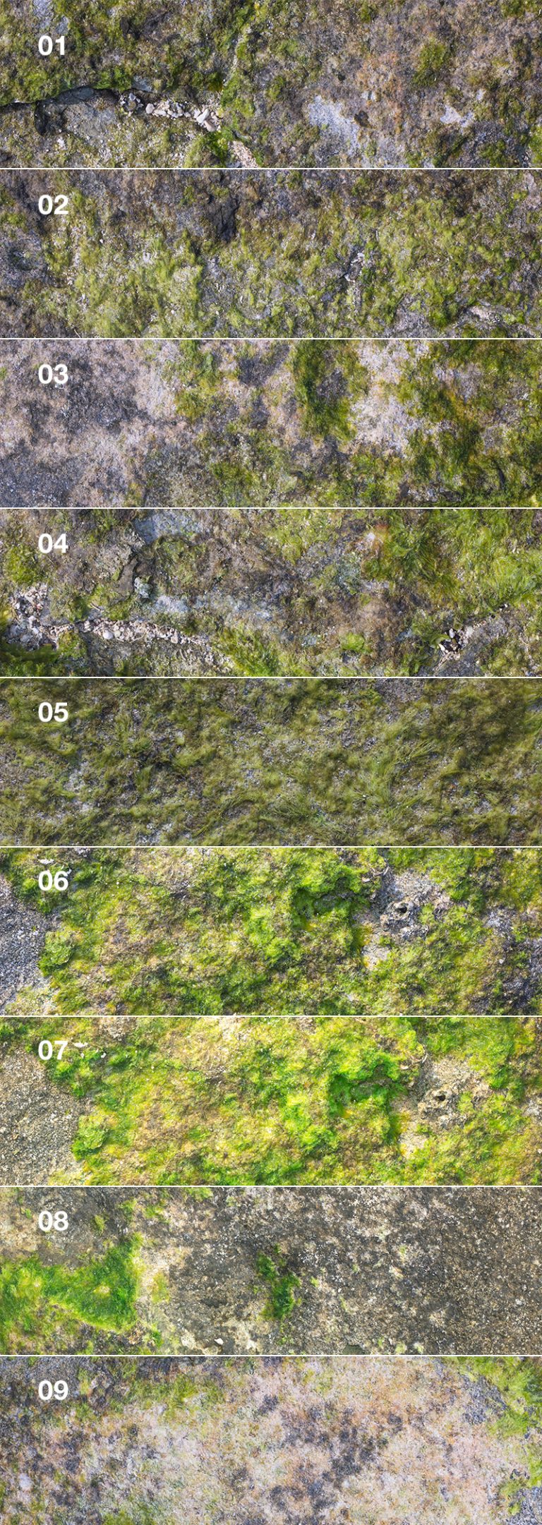 9 Free to Download Moss Textures